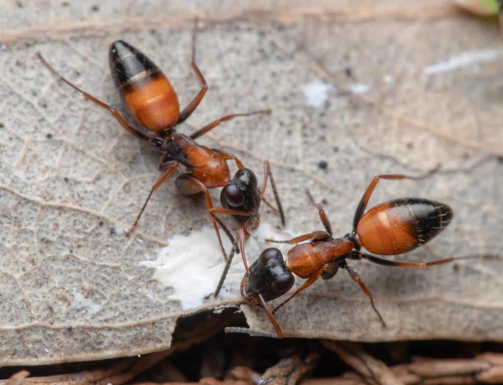 Painted Strobe Ant from Teddington QLD 4650, Australia on January 23 ...