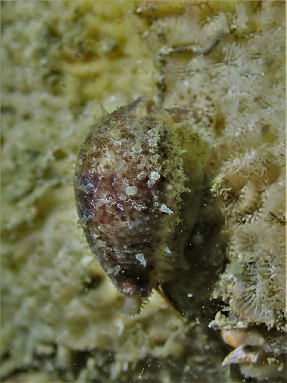 Contradusta walkeri (J.E.Gray, 1832)