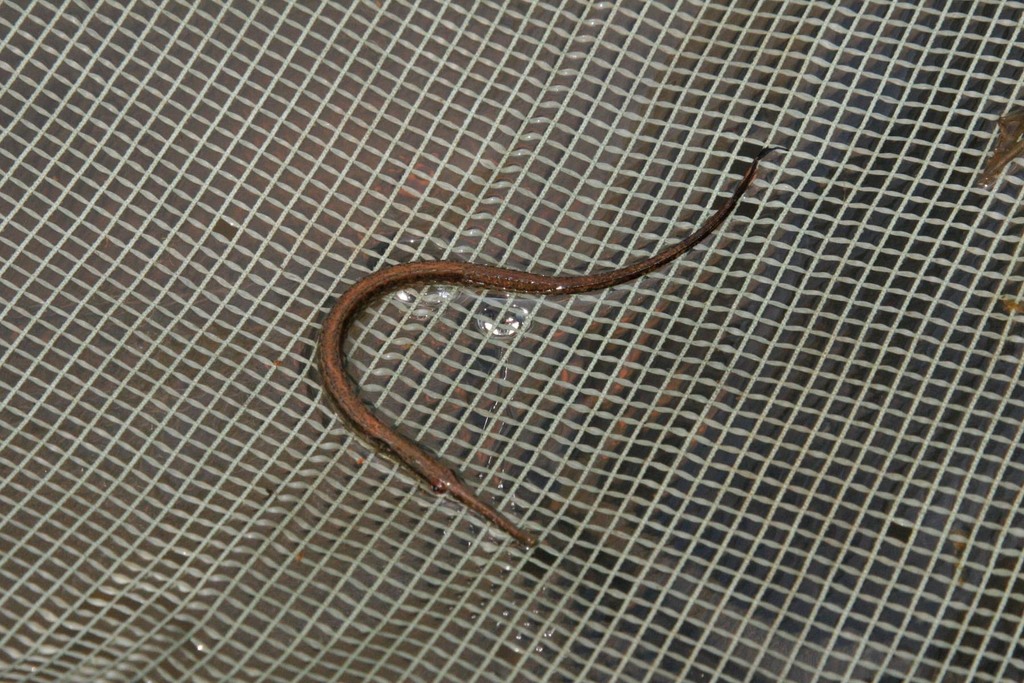 Short-tailed Pipefish (Microphis brachyurus) - Marine Life Identification