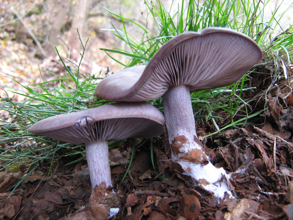 sordid blewit (Fungi of southern Africa) · iNaturalist