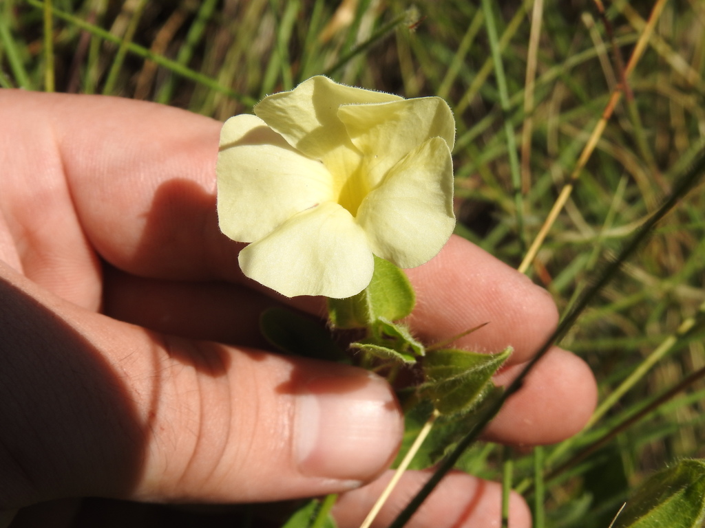Natal Primrose from Roodeplaat Dam Nature Reserve, Gauteng, South ...
