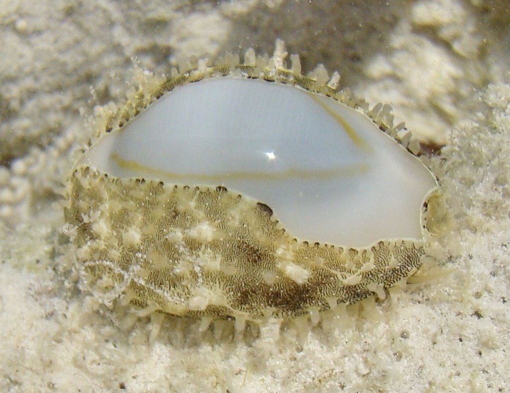 Gold Ring Cowry from Indian Ocean, Zanzibar Central and South, TZ on ...