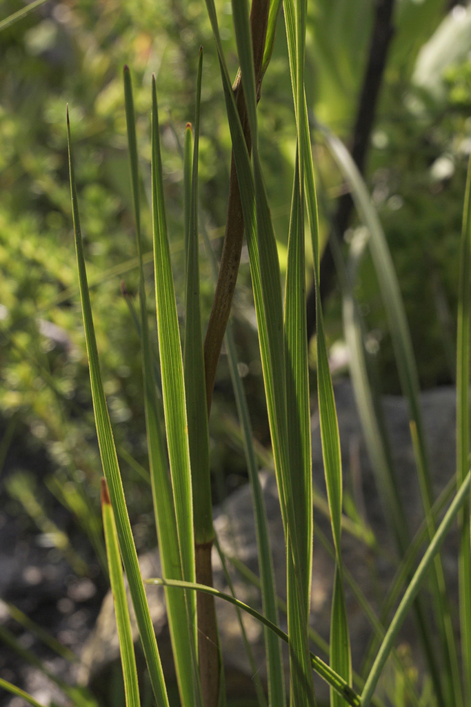 Corymbium cymosum (Plants of the Tygerberg Nature Reserve) · iNaturalist