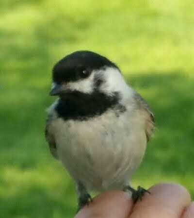 Black-capped Chickadee in May 2018 by joe dziewa. This is Tilly, Ted's ...