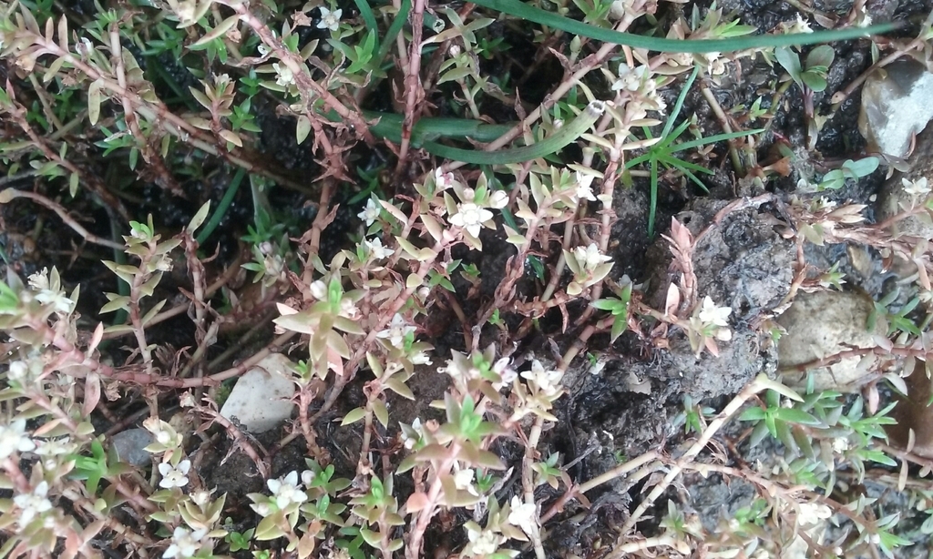 New Zealand pygmyweed from The New Forest, Lyndhurst SO43, UK on ...