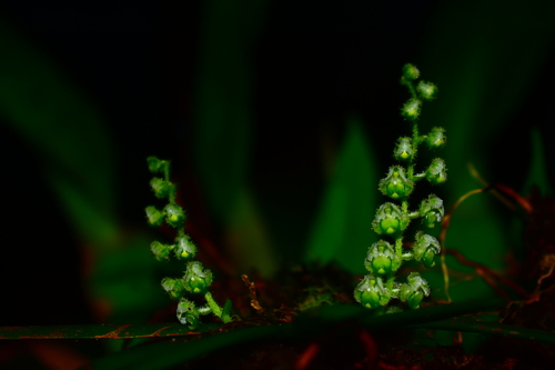 Ornithocephalus cochleariformis · iNaturalist