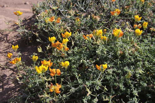 Lotus arinagensis · NaturaLista Colombia