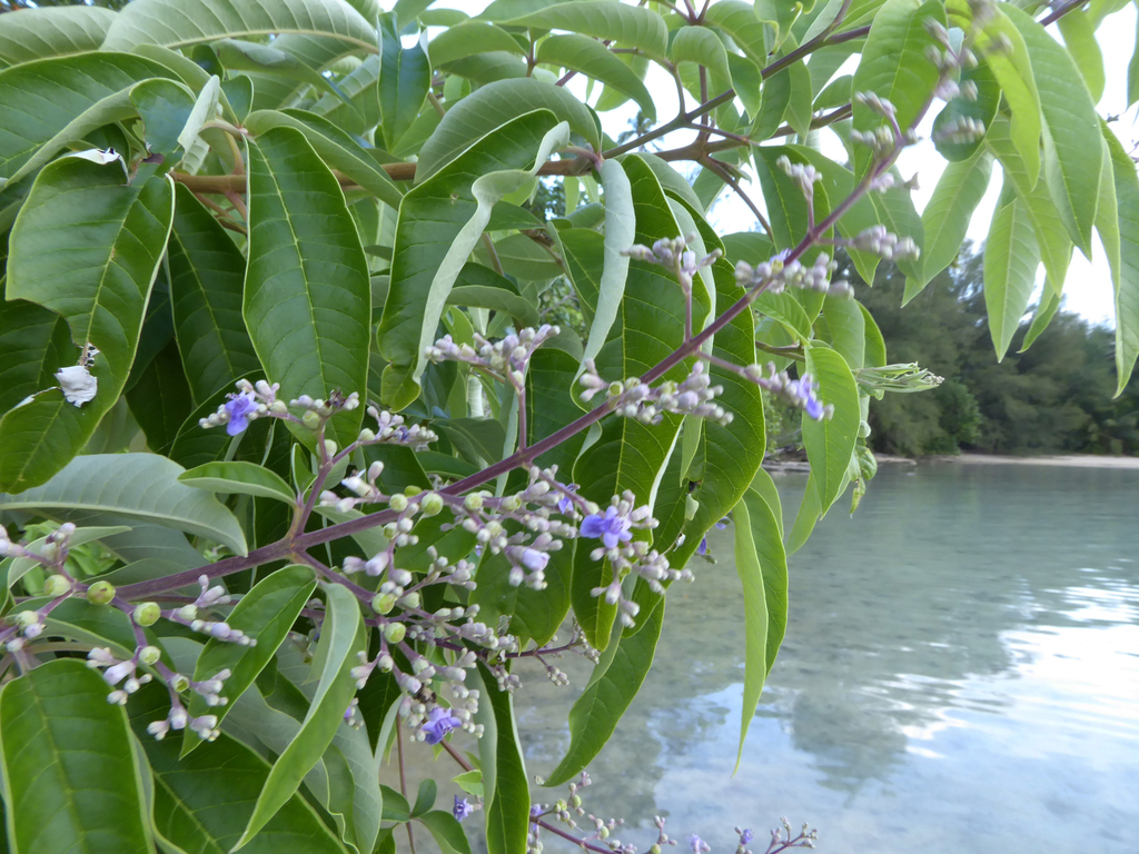 (Vitex trifolia trifolia) - Botanical Realm
