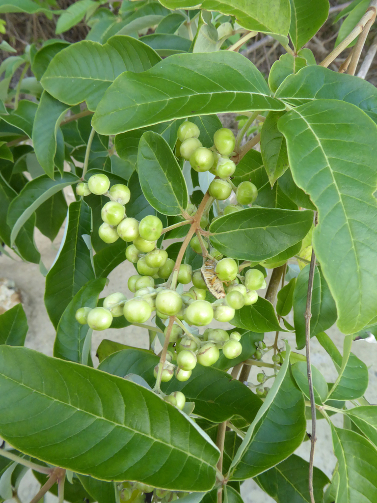 (Vitex trifolia trifolia) - Botanical Realm