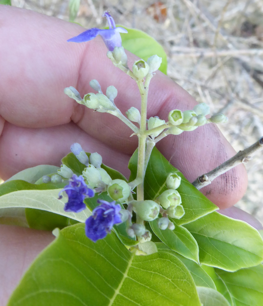 (Vitex trifolia trifolia) - Botanical Realm