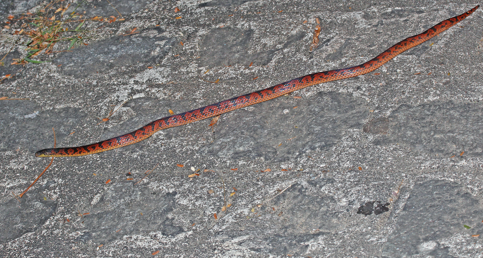 Atractus maculatus (Günther, 1858)