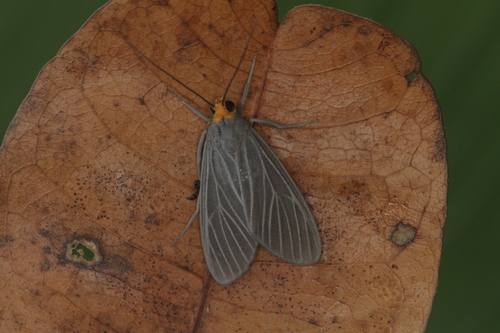 Nezula grisea · iNaturalist