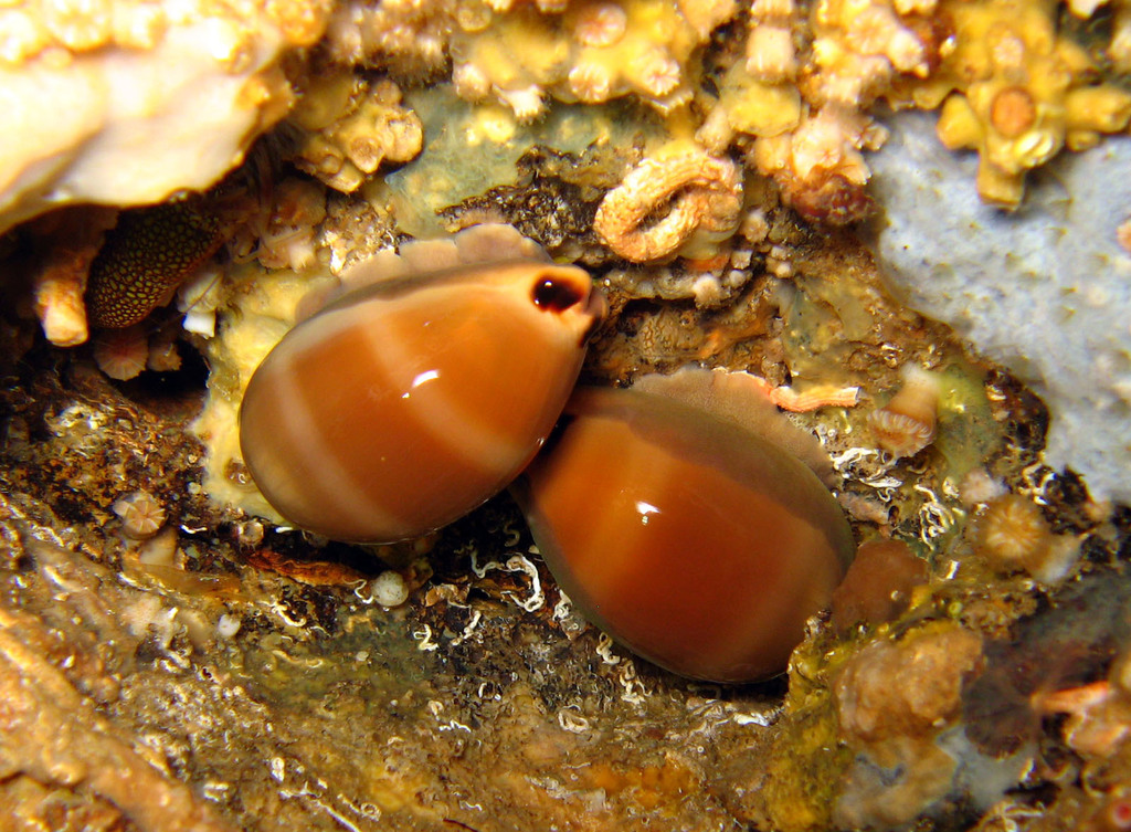 Luria lurida (Tenerife Snails) · iNaturalist