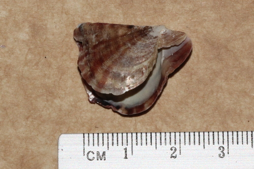 Spotted Pearl Oyster (Pinctada maculata) · iNaturalist