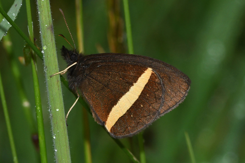 Subspecies Manerebia leaena leaena · iNaturalist