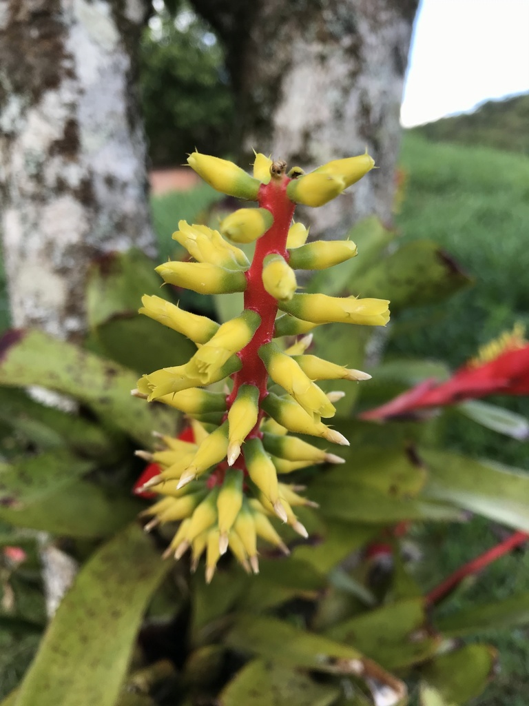 Aechmea nudicaulis (Florianopolis - Plants - Monocots) · iNaturalist