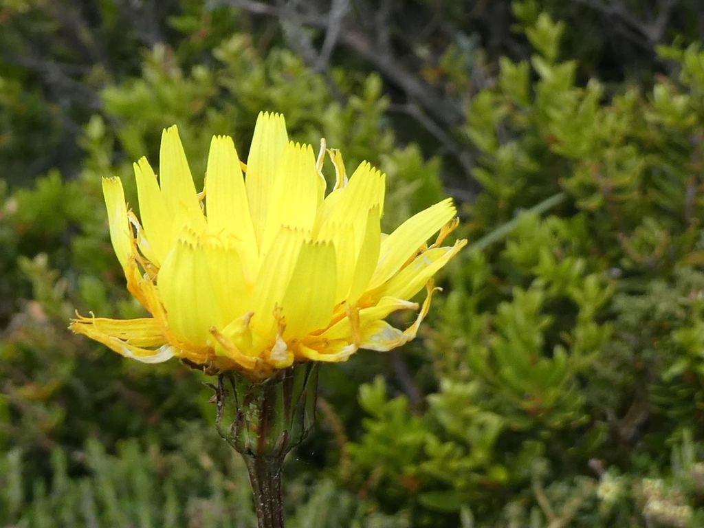Yam Daisy (Microseris lanceolata) - Botanical Realm