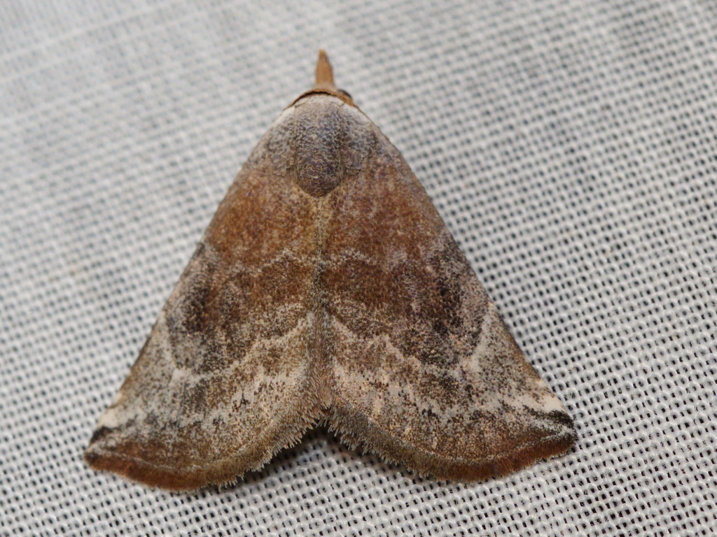 Mataeomera dubia from Geelong VIC, Australia on January 23, 2021 at 09: ...