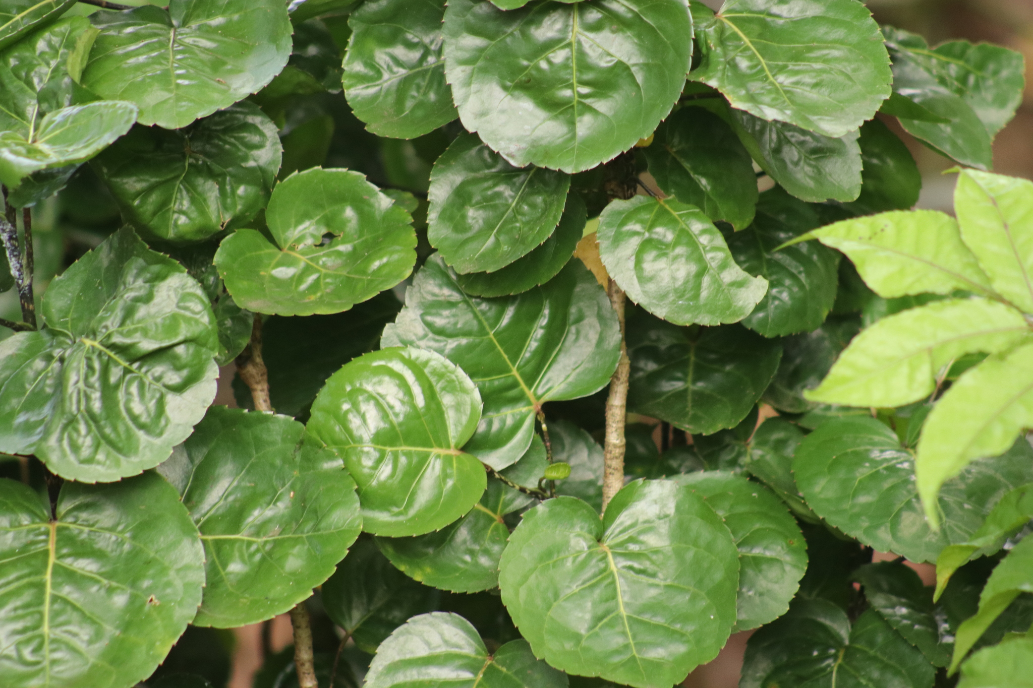Polyscias scutellaria (Burm.f.) Fosberg