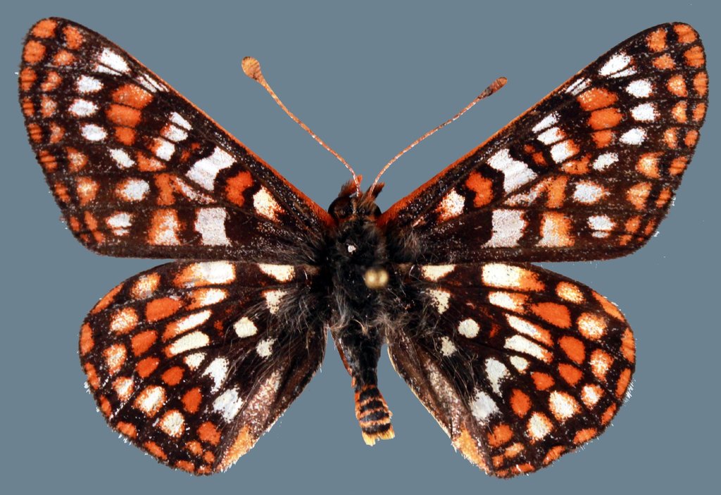 Euphydryas anicia alena (Zion National Park Butterfly Guide 🦋 ...