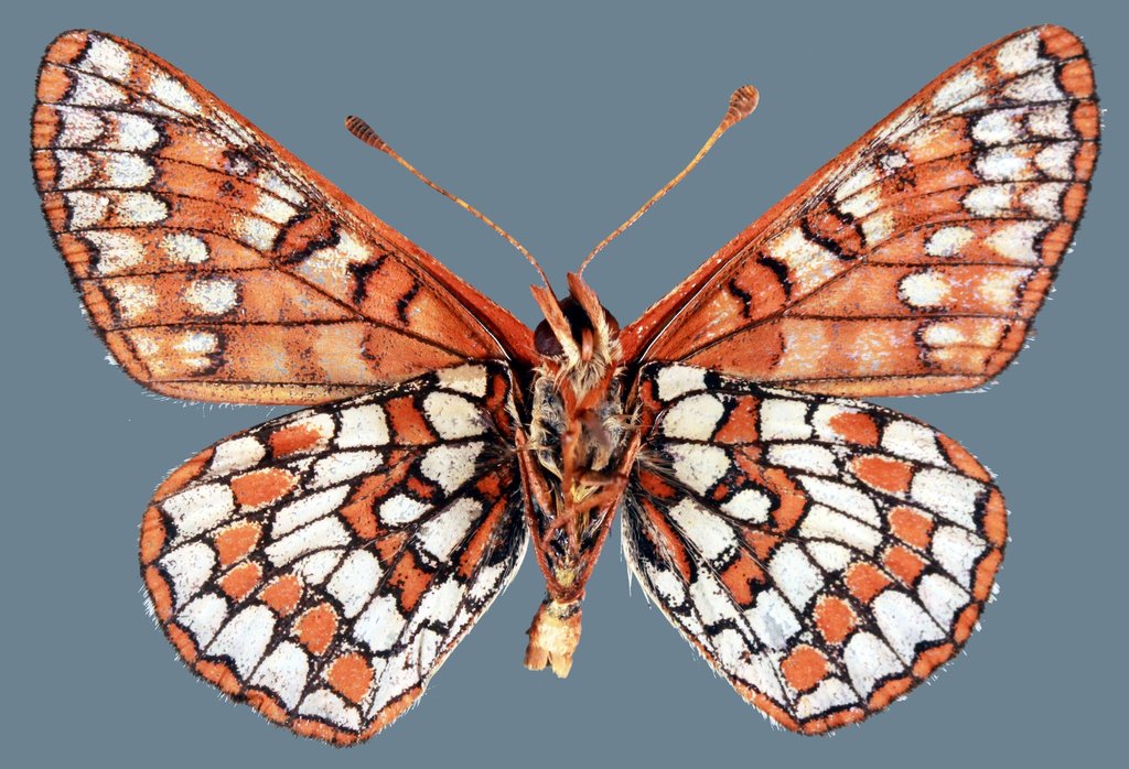 Euphydryas anicia alena (Zion National Park Butterfly Guide 🦋 ...