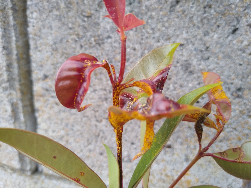 Myrtle Rust from Manukau, NZ-AU, NZ on January 24, 2021 by nickfm ...