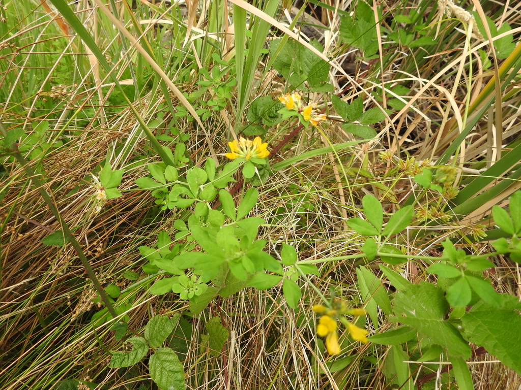 greater bird's-foot-trefoil from Woodforde SA 5072, Australia on ...