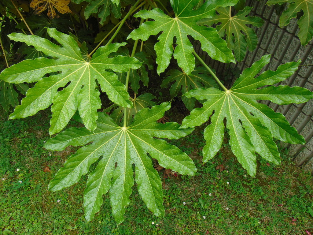 Japanese aralia ((2) Tropical Plants species) · iNaturalist