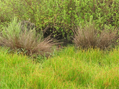 Red-chested Flufftail (Subspecies Sarothrura rufa rufa) · iNaturalist