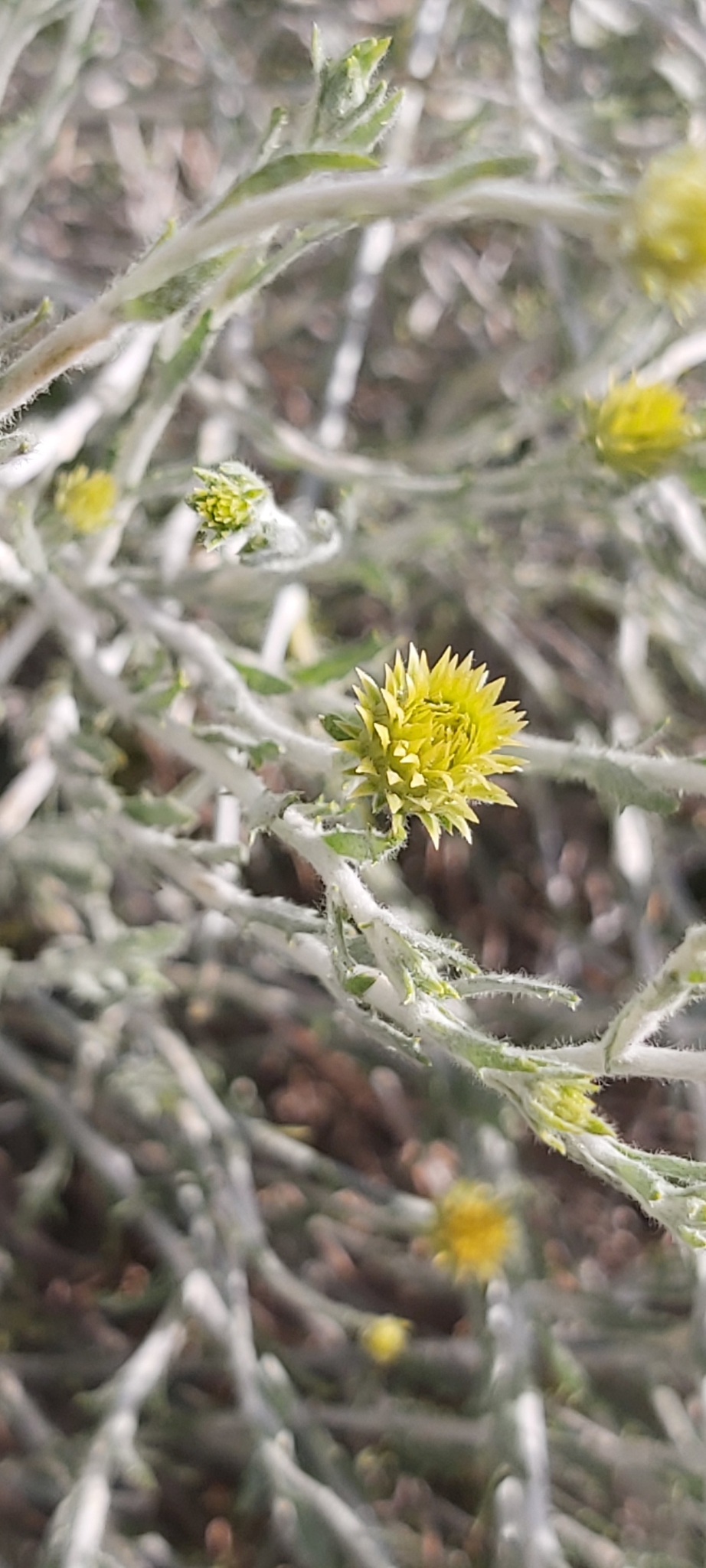 Rhanterium epapposum Oliv.