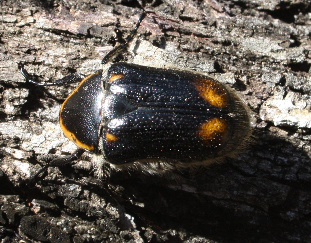 Fruit and Flower Chafers from Wellstead WA 6328, Australia on March 4 ...