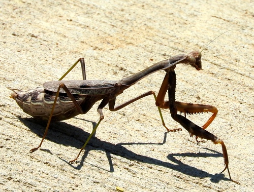 Stagmomantis colorata · iNaturalist