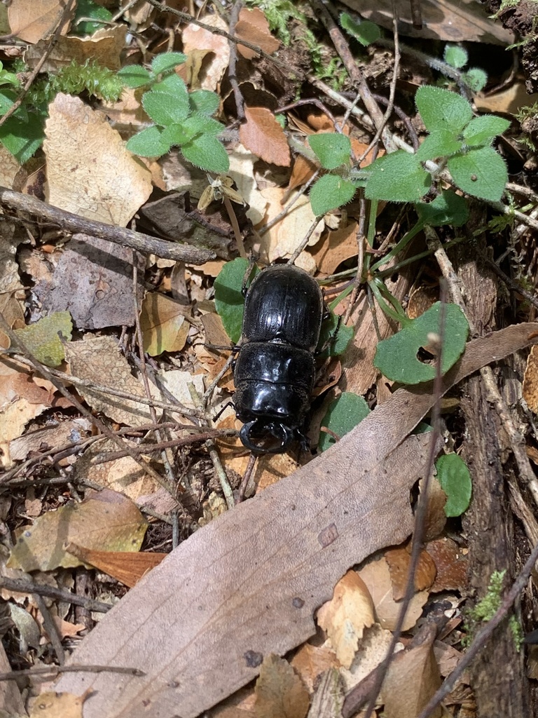 Lissapterus howittanus from Vhc Track, Ada, VIC, AU on January 24, 2021 ...