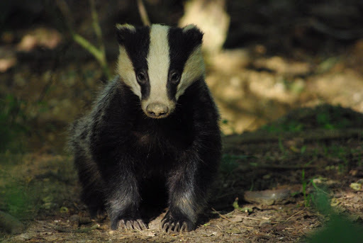 Common European Badger in July 2009 by Mark Wilkinson. "It was around 6 ...