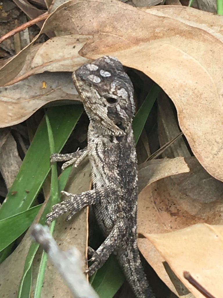 Eastern Bearded Dragon from 82 Top Yard Rd, Wamuran Basin QLD 4512 ...
