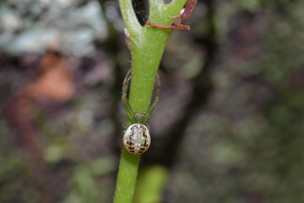 Diaea ambara from Kai Iwi, New Zealand on January 23, 2021 at 03:53 PM ...