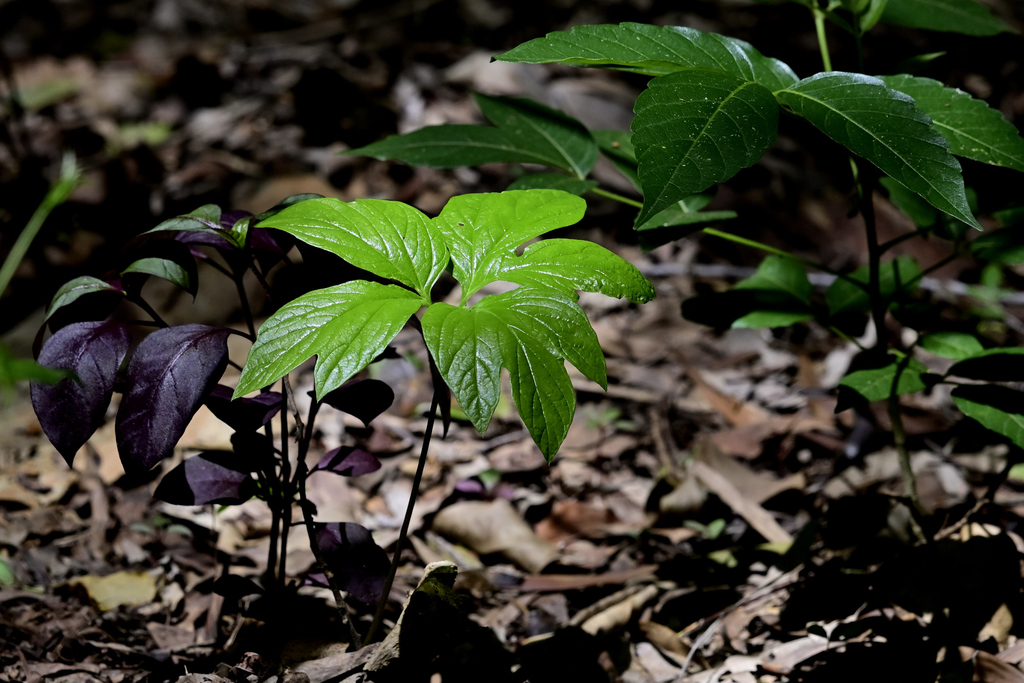 Polynesian Arrowroot from Thala Beach Nature Reserve, Oak Beach QLD ...