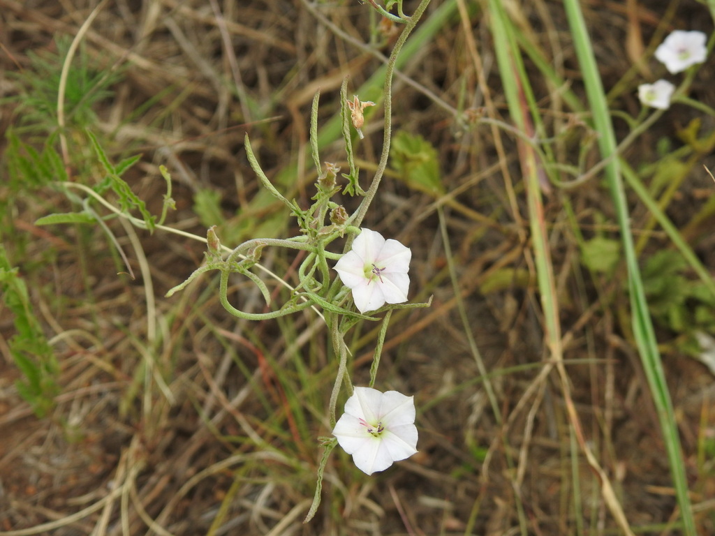 arrow bindweed from B'sorah Trails, Magaliesberg, North-West, South ...