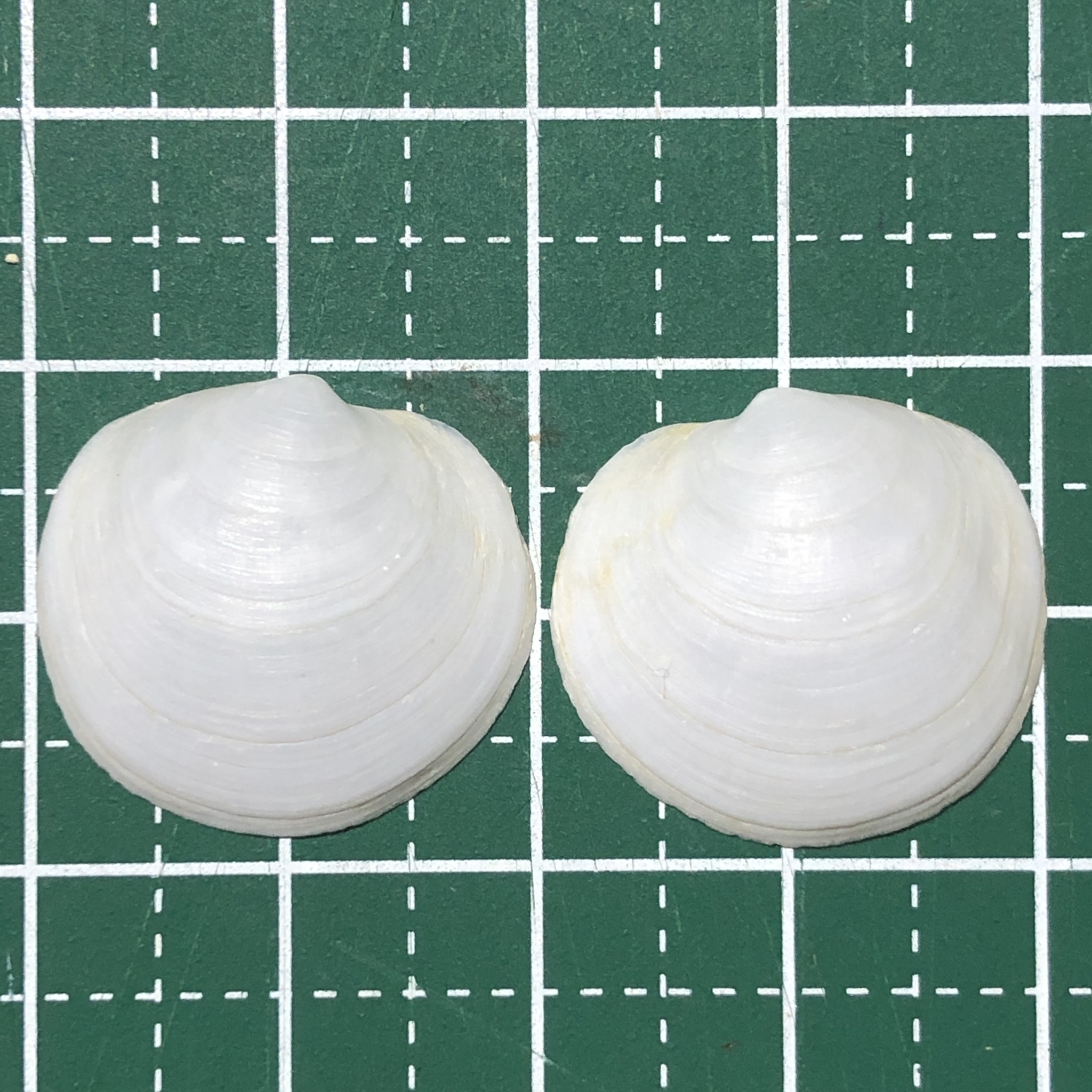 Anodontia edentula (Linnaeus, 1758)