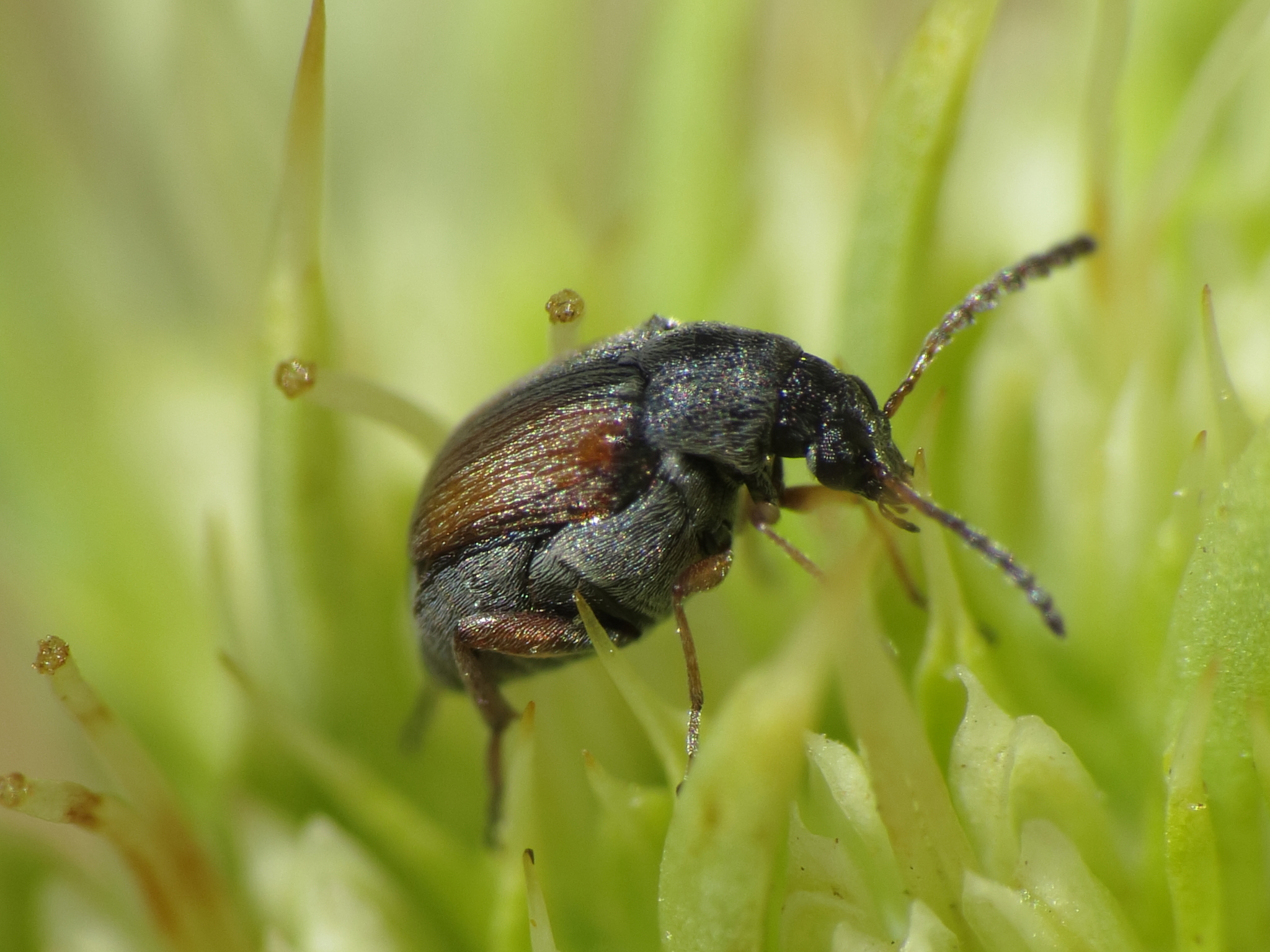 Bruchidius biguttatus (Olivier, 1800)