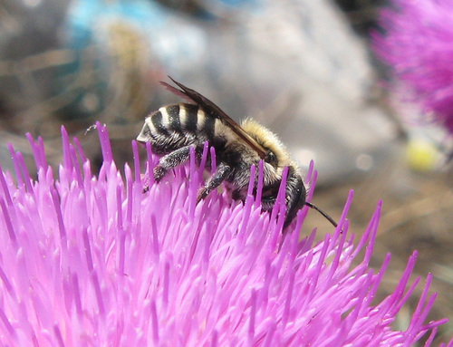 Osmia signata · iNaturalist