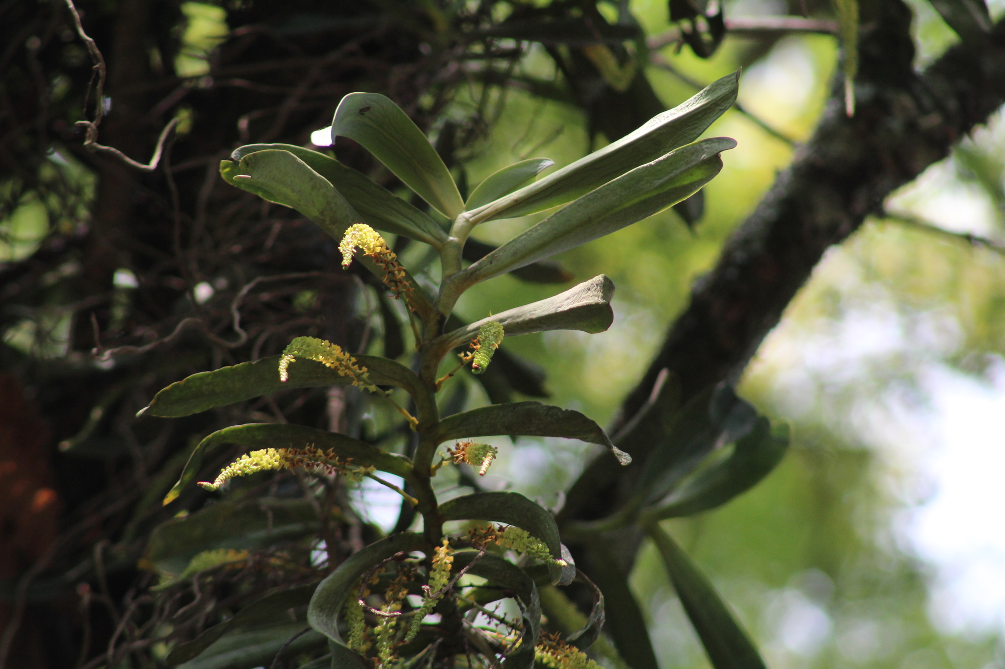 Diaphananthe odoratissima (Rchb.f.) P.J.Cribb & Carlsward