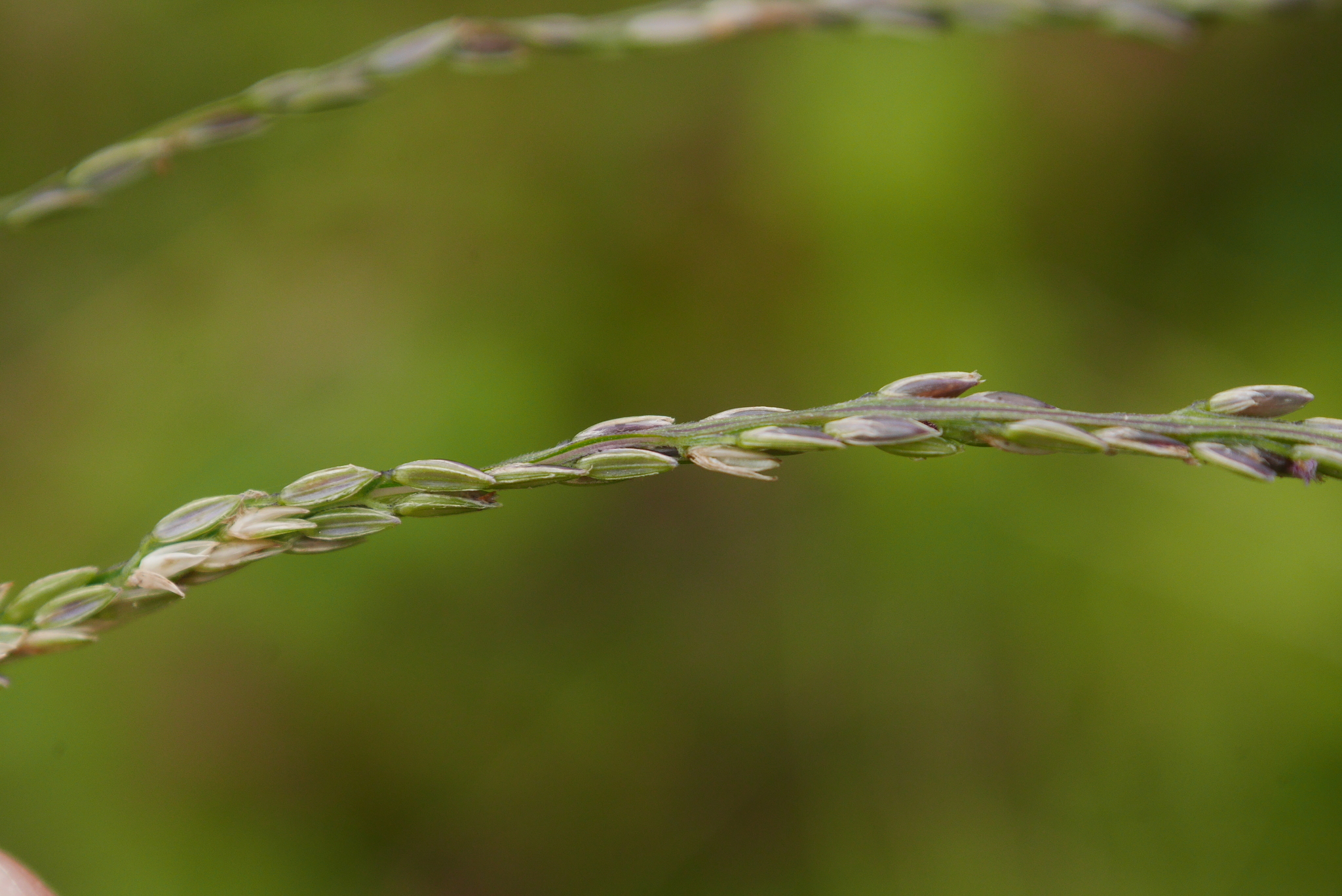 Digitaria setigera Roth