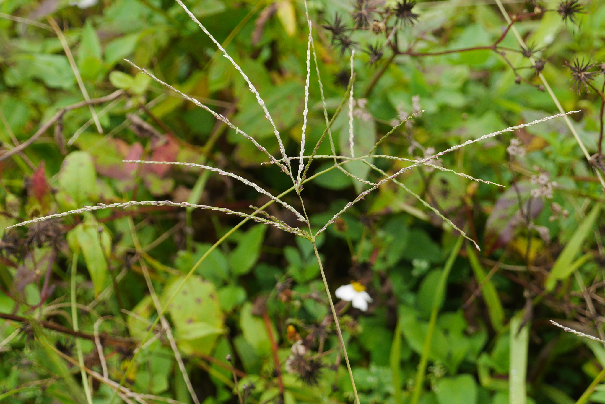 Digitaria setigera Roth