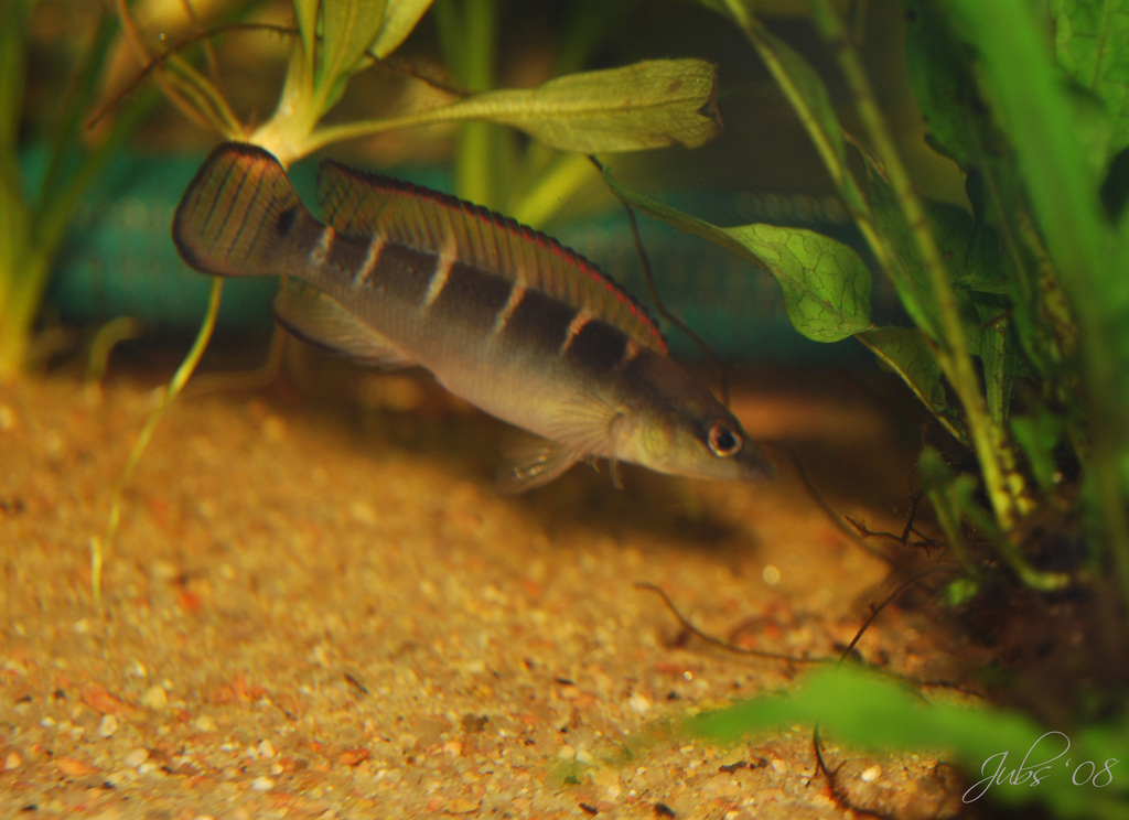 Dwarf Green Pike Cichlid (Wallaciia compressiceps) - Marine Life ...