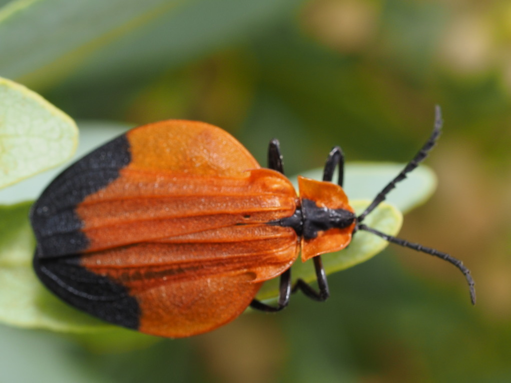 Cheeky Netwing Beetle from Vontina AH, South Africa on November 3, 2020 ...