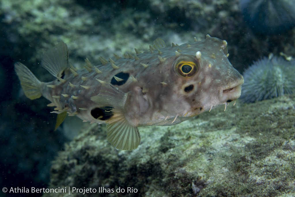 Brown burrfish (Chilomycterus spinosus) - Marine Life Identification