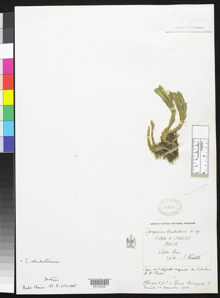 hanging clubmoss (Phlegmariurus dichotomus) - Botanical Realm
