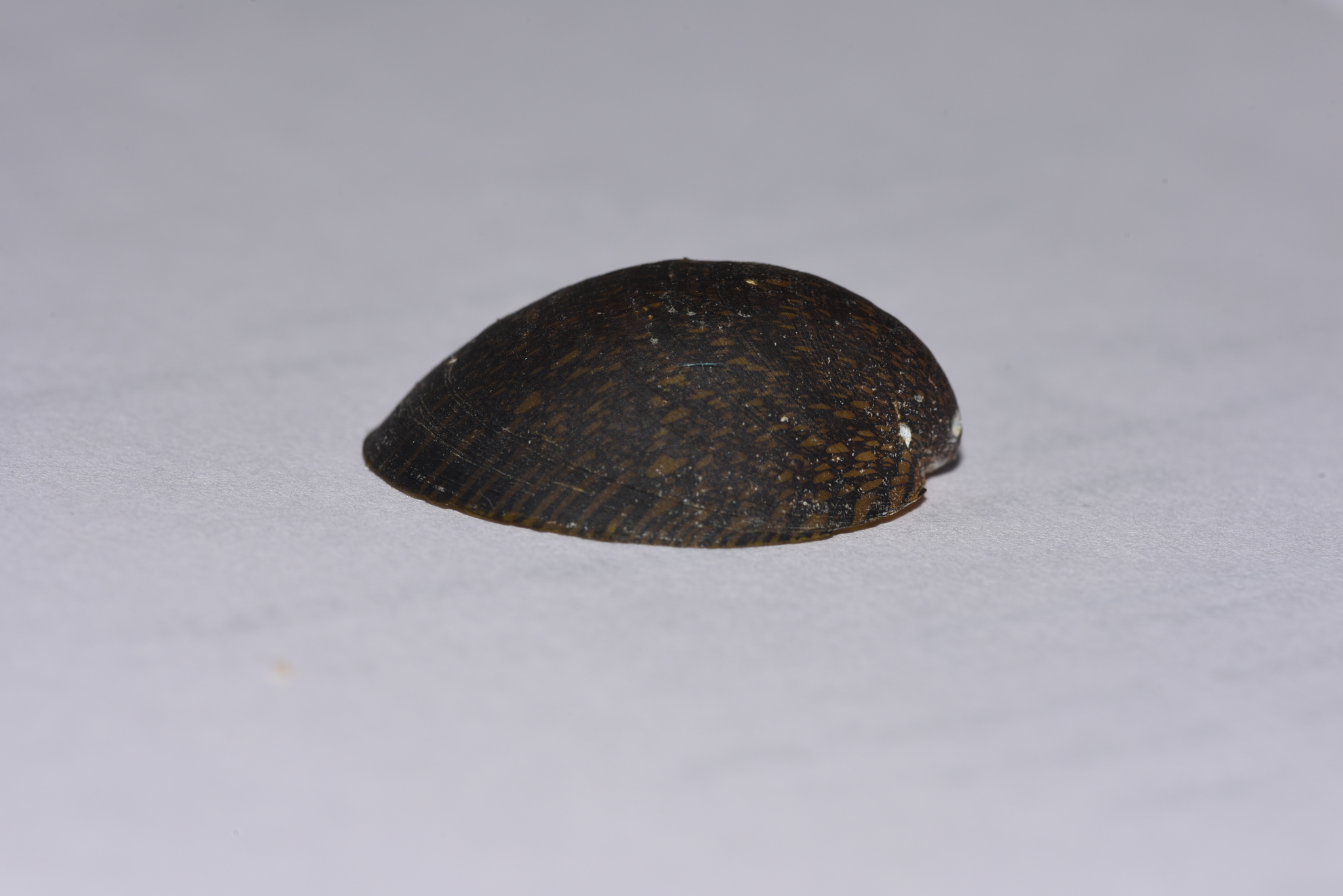 Septaria porcellana (Linnaeus, 1758)