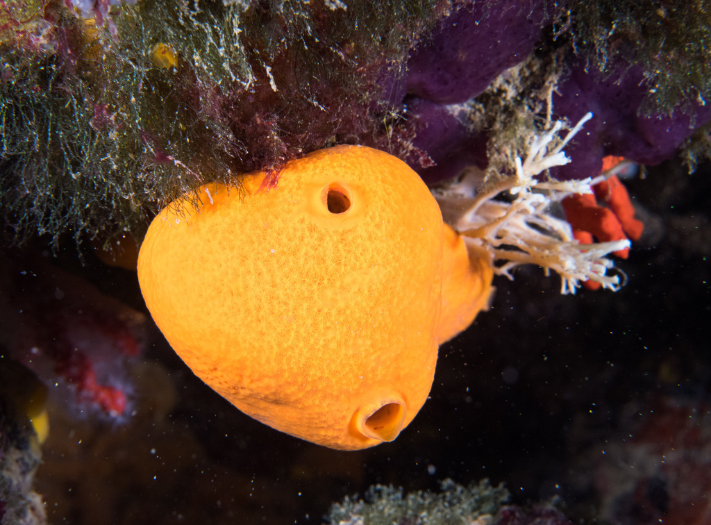 Orange Crater Sponge from Girona, ES-CT, ES on August 20, 2020 at 05:21 ...